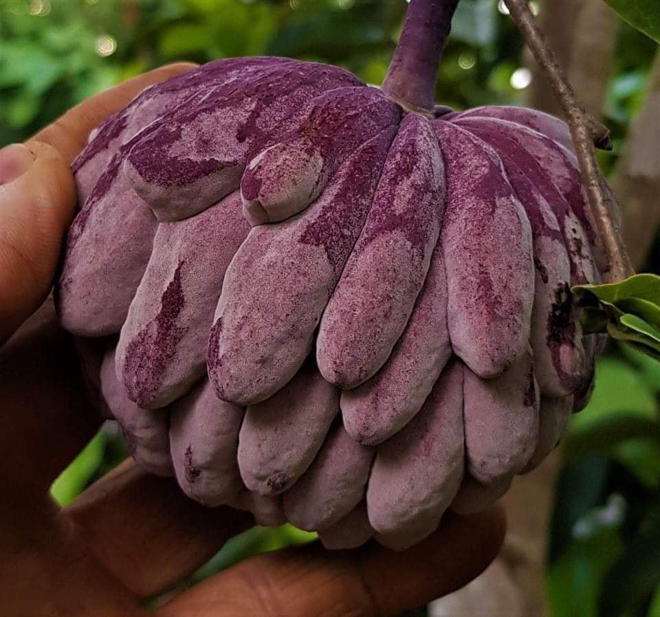 Red Custard Apple
